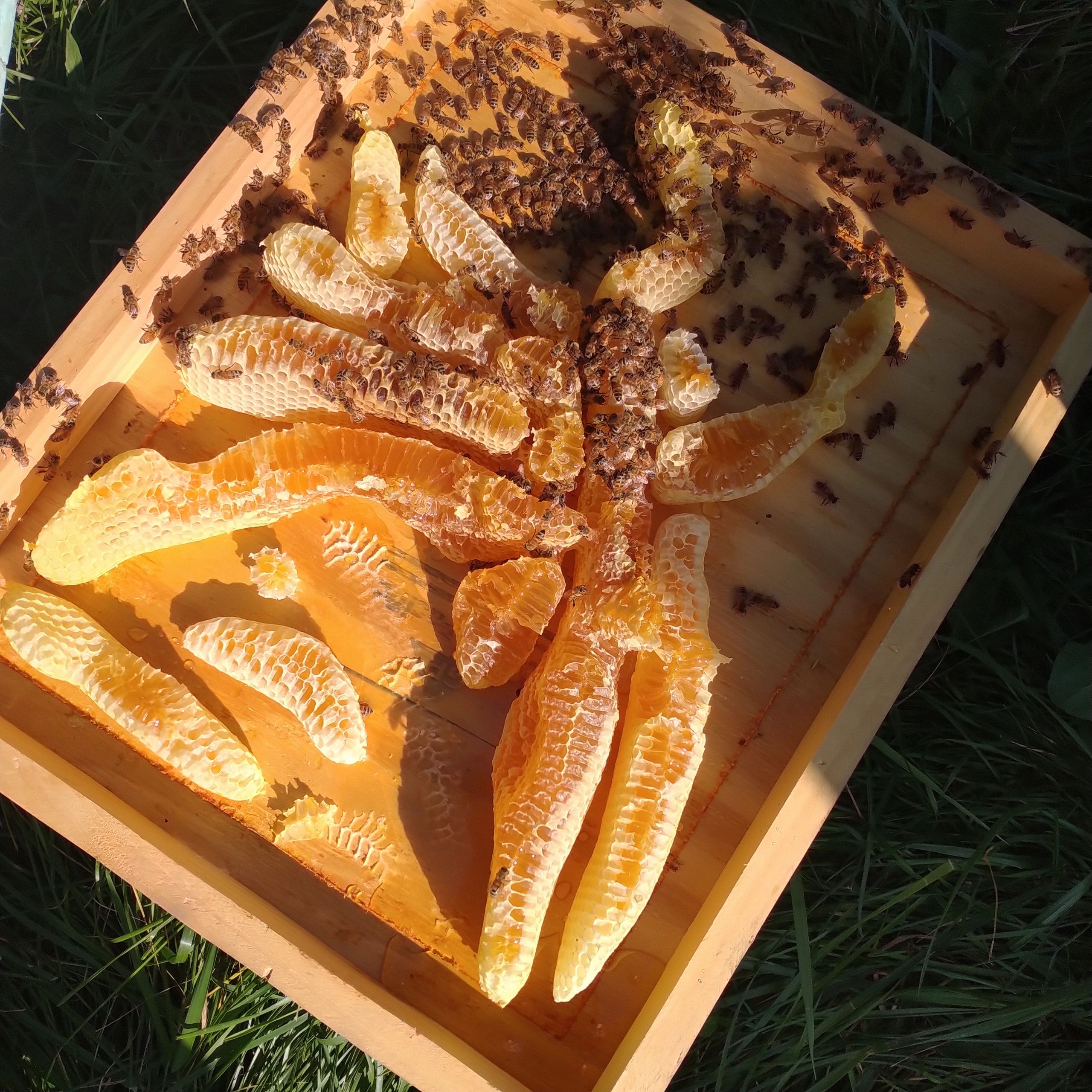 Viking Honey Bee Laboratory, LLC