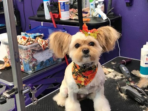 Pets are our Passion - Chandler Arizona - Groomer, Pet Grooming