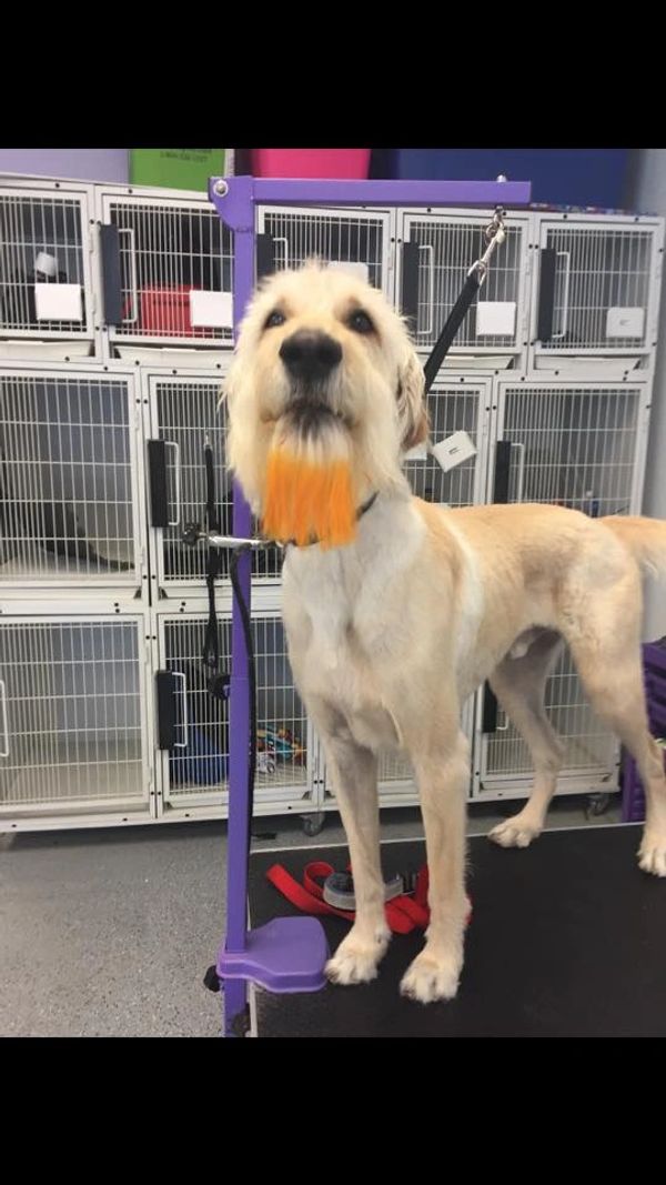 Pets are our Passion - Chandler Arizona - Groomer, Pet Grooming