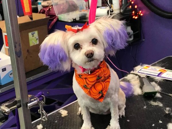 Pets are our Passion - Chandler Arizona - Groomer, Pet Grooming