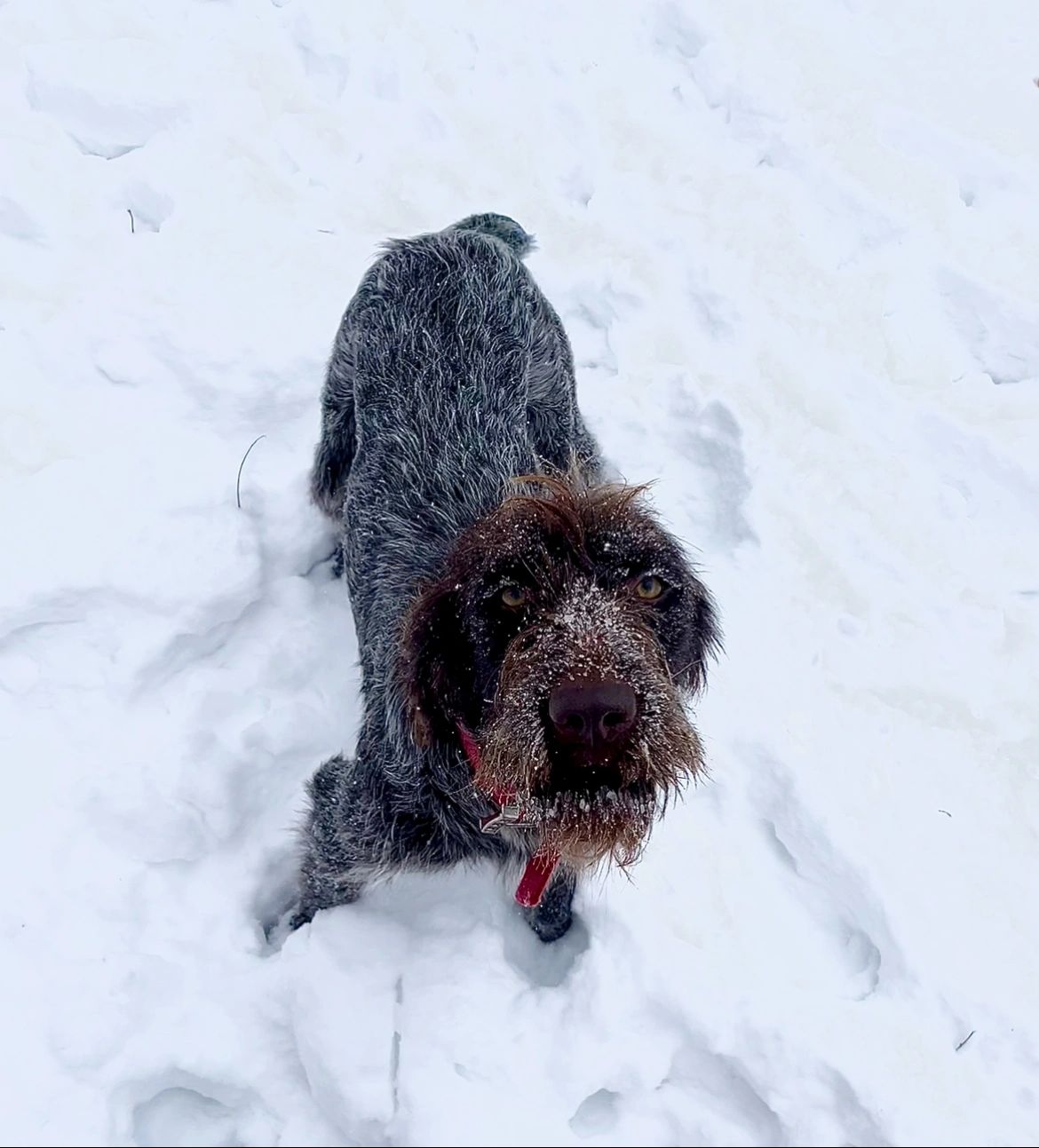 HOME [bigrigbirddogs.com]