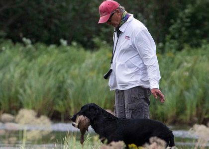Fine Line Retrievers