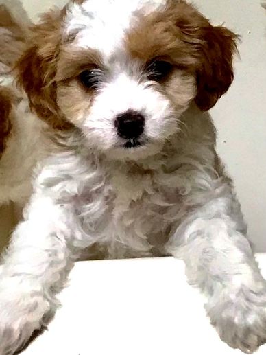 Coastalhavapoocavapoo - Cavapoo Puppies, Havapoo Puppies