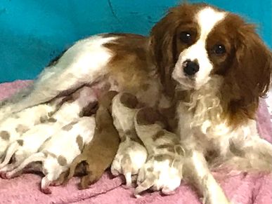 Coastalhavapoocavapoo - Cavapoo Puppies, Havapoo Puppies