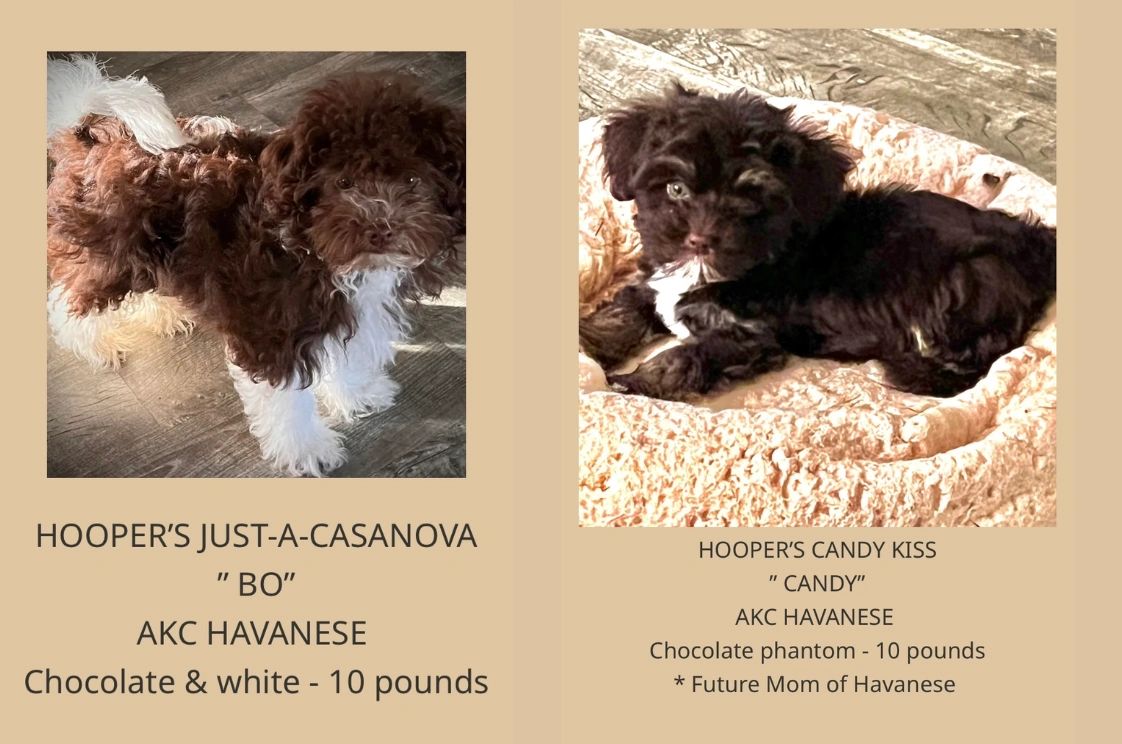 Coastalhavapoocavapoo - Cavapoo Puppies, Havapoo Puppies