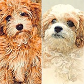 Coastalhavapoocavapoo - Cavapoo Puppies, Havapoo Puppies