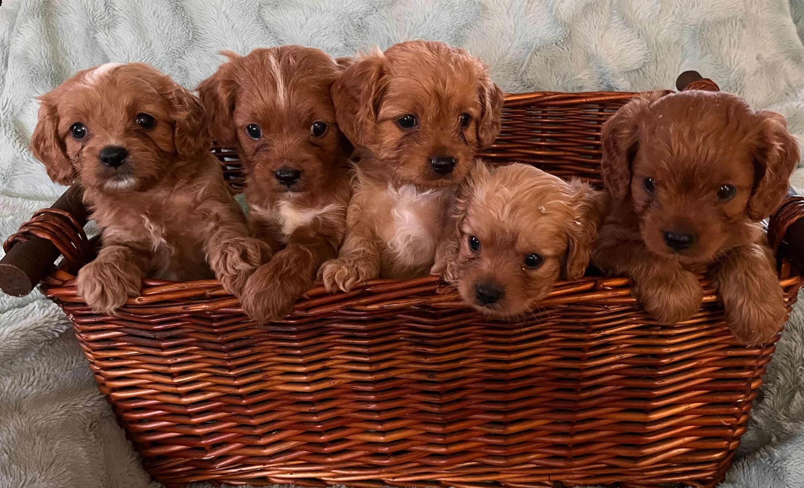 Coastalhavapoocavapoo - Cavapoo Puppies, Havapoo Puppies