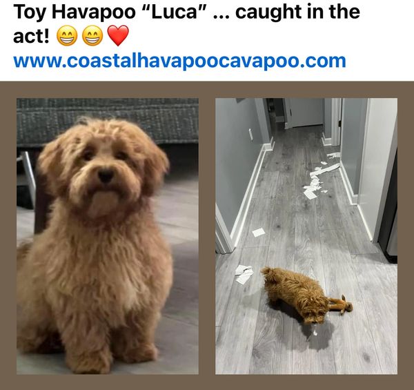 Coastalhavapoocavapoo - Cavapoo Puppies, Havapoo Puppies