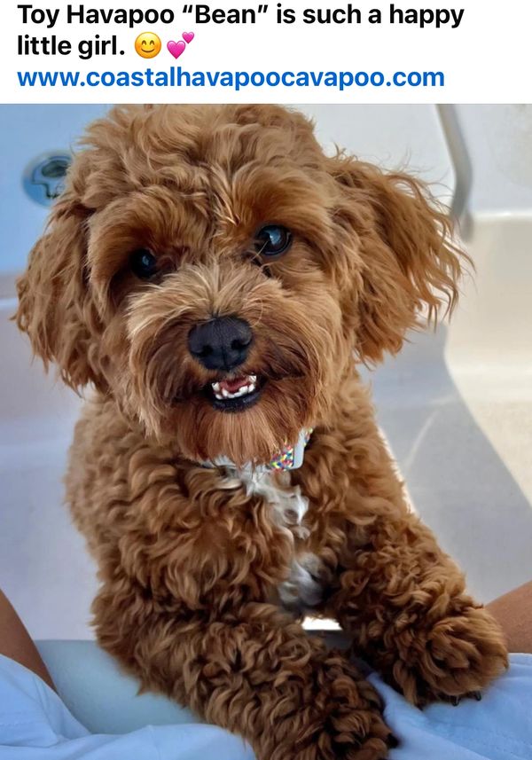 Coastalhavapoocavapoo - Cavapoo Puppies, Havapoo Puppies