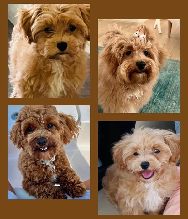 Coastalhavapoocavapoo - Cavapoo Puppies, Havapoo Puppies