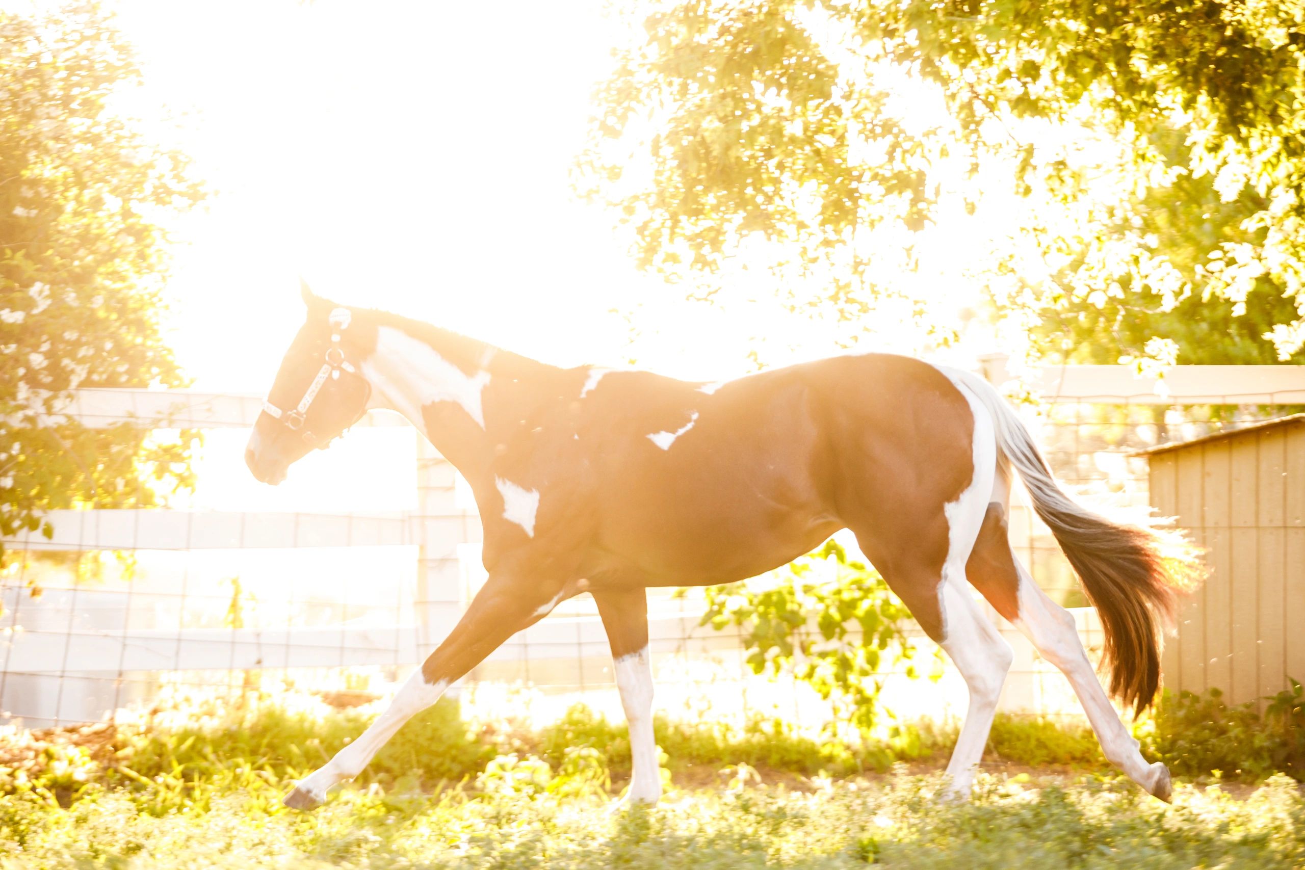 Our Stallion | Hd-showhorses