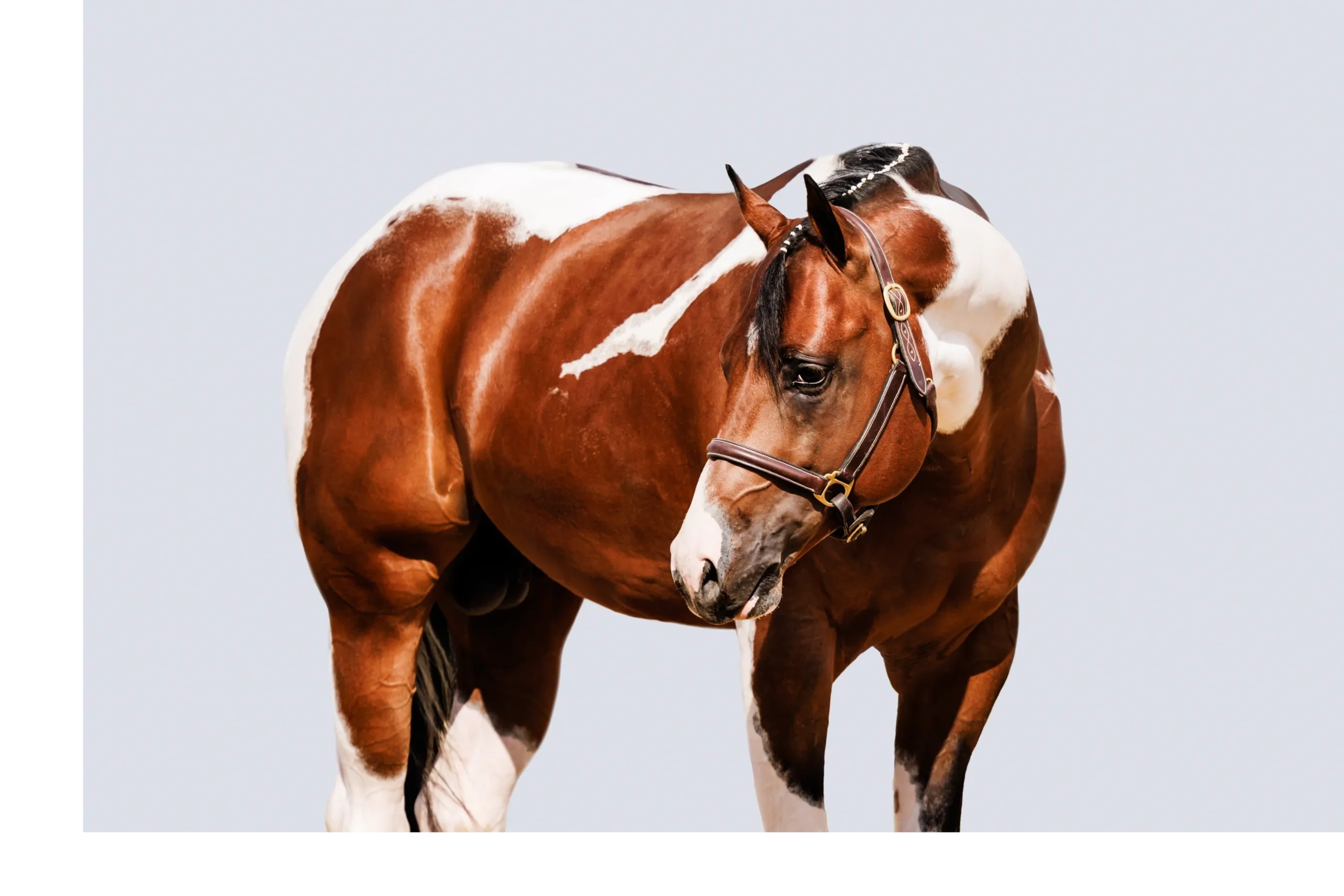 Our Stallion