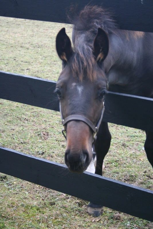 Holistic Veterinary Care - Dunthorpe Farm