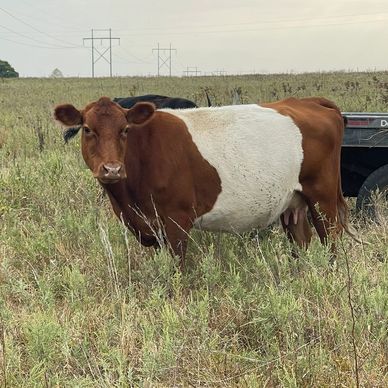 Dream Catcher Cattle Ranch - Exotic Cattle, Highland Cattle