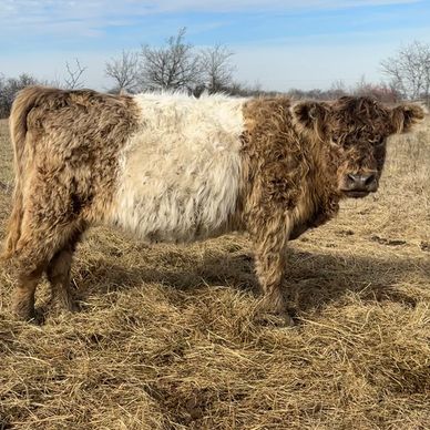Dream Catcher Cattle Ranch - Exotic Cattle, Highland Cattle