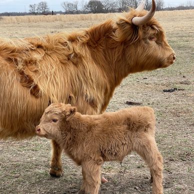 Dream Catcher Cattle Ranch - Exotic Cattle, Highland Cattle
