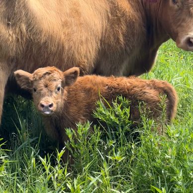Dream Catcher Cattle Ranch - Exotic Cattle, Highland Cattle