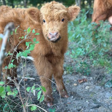 Dream Catcher Cattle Ranch - Exotic Cattle, Highland Cattle