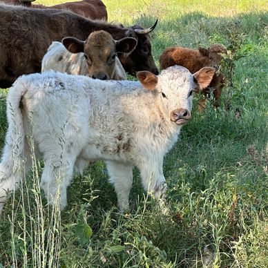 Dream Catcher Cattle Ranch - Exotic Cattle, Highland Cattle
