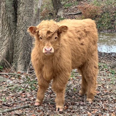 Dream Catcher Cattle Ranch - Exotic Cattle, Highland Cattle
