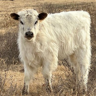 Dream Catcher Cattle Ranch - Exotic Cattle, Highland Cattle