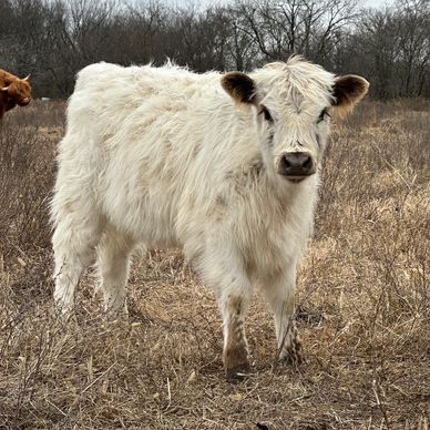 Dream Catcher Cattle Ranch - Exotic Cattle, Highland Cattle
