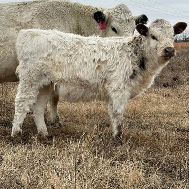Dream Catcher Cattle Ranch - Exotic Cattle, Highland Cattle