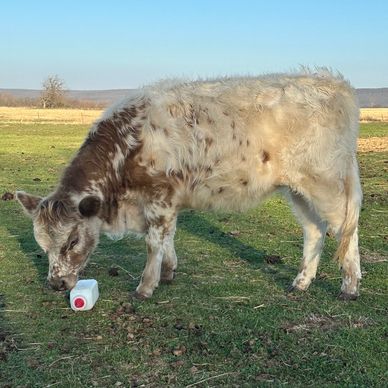 Dream Catcher Cattle Ranch - Exotic Cattle, Highland Cattle