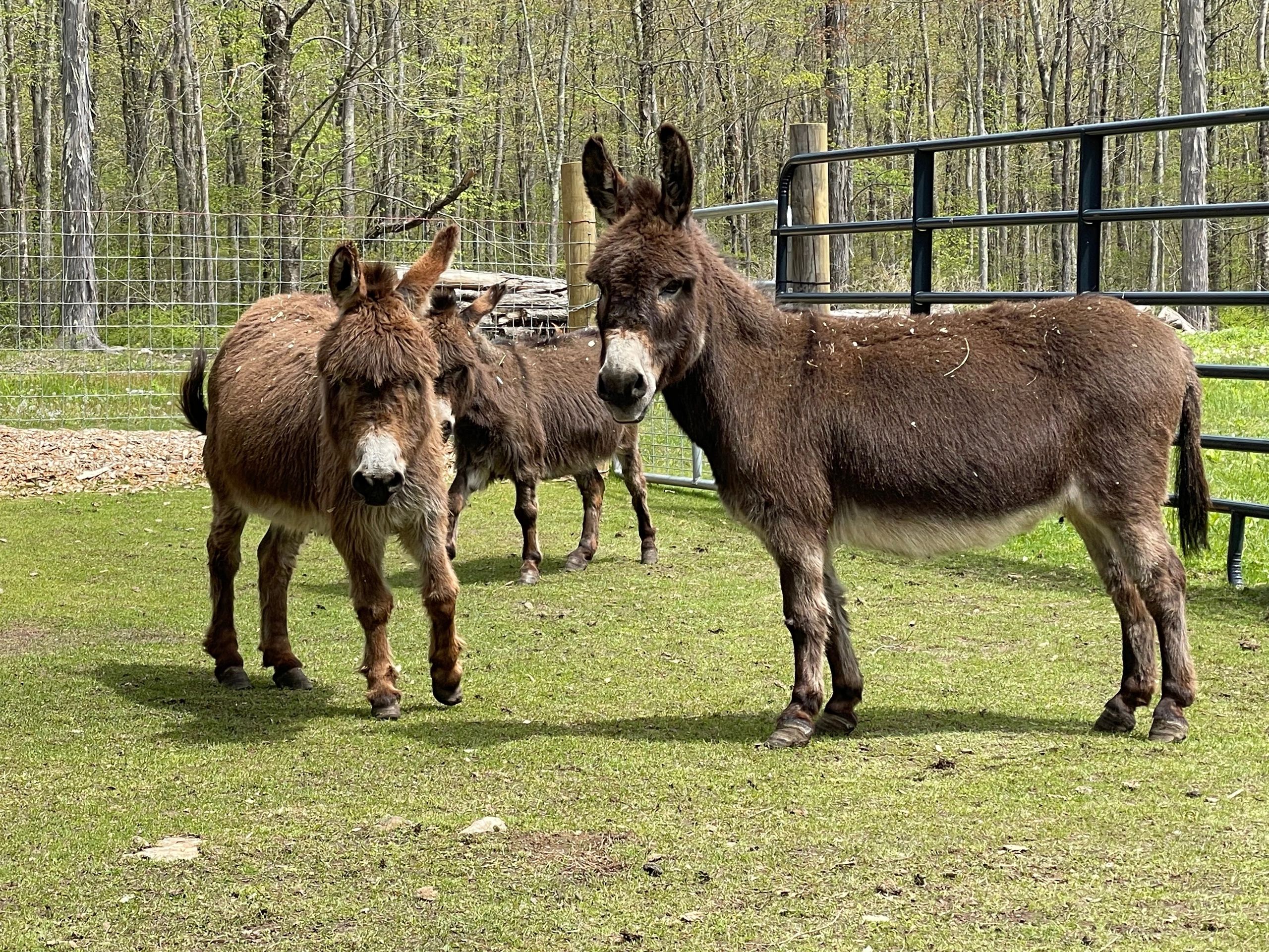 Thedonkeyscross