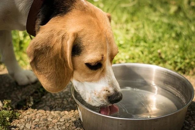 Pet Hydration Awareness