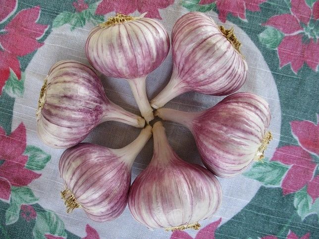 Duganski medium size garlic bulbs - Size: 1 7/8" to 2" - Dual purpose ...