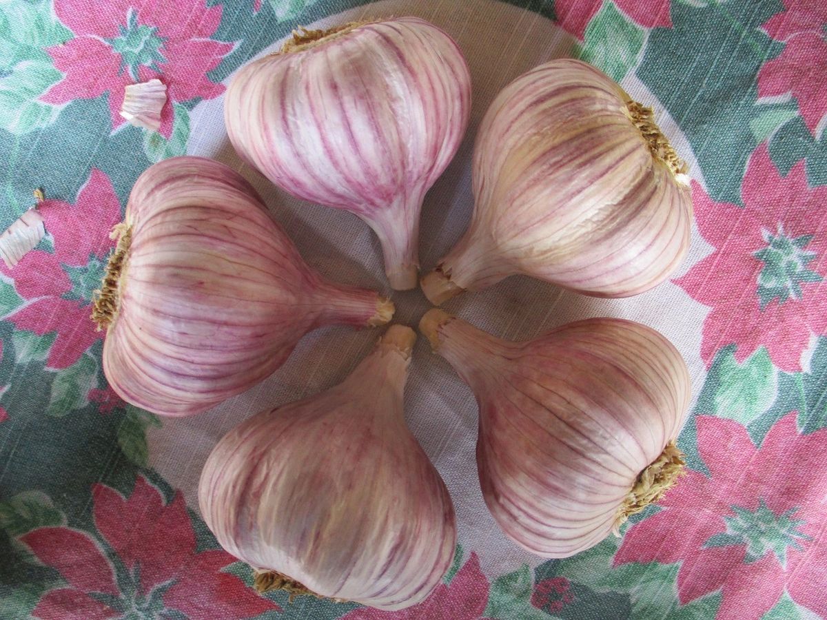 Duganski Large Garlic Bulbs - Size: 2" to 2 3/8" - Your Standard size ...