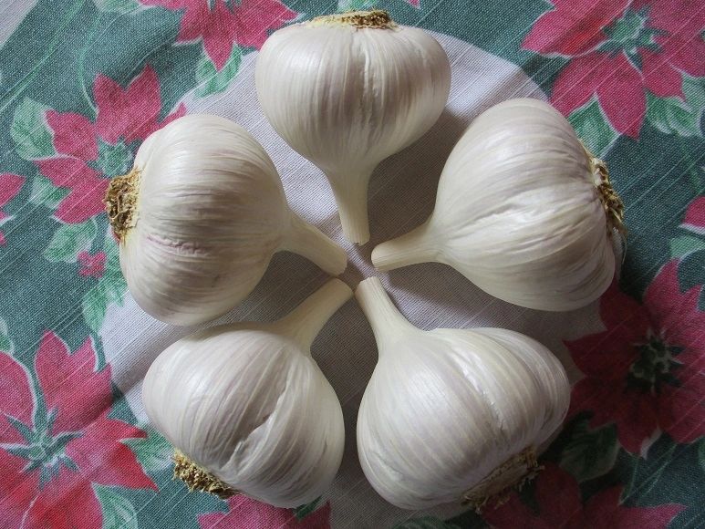 German Porcelain (German Extra Hardy) large garlic bulbs - Size: 2" to ...