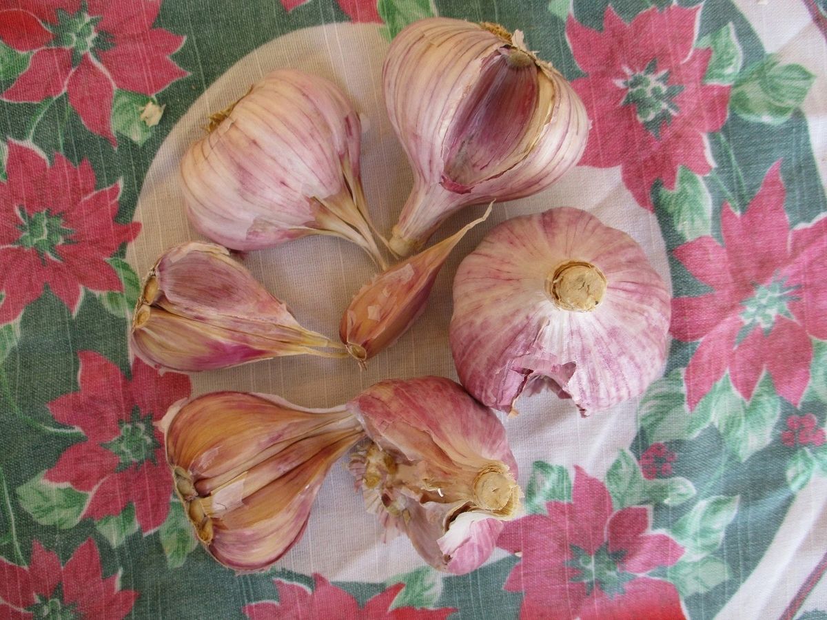Duganski Seed Garlic Bulbs & Cloves - Bulbs with Wrappers and some ...