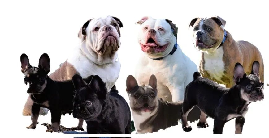 Biggest Bulldog In The World