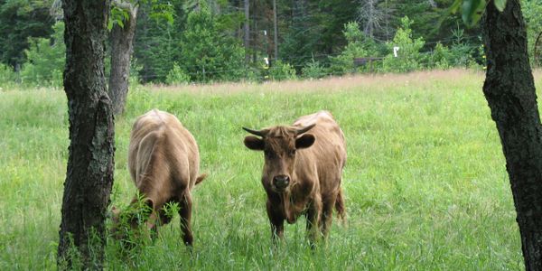 Ashmede Farm - Pasture Raised Animals, Herbal Products