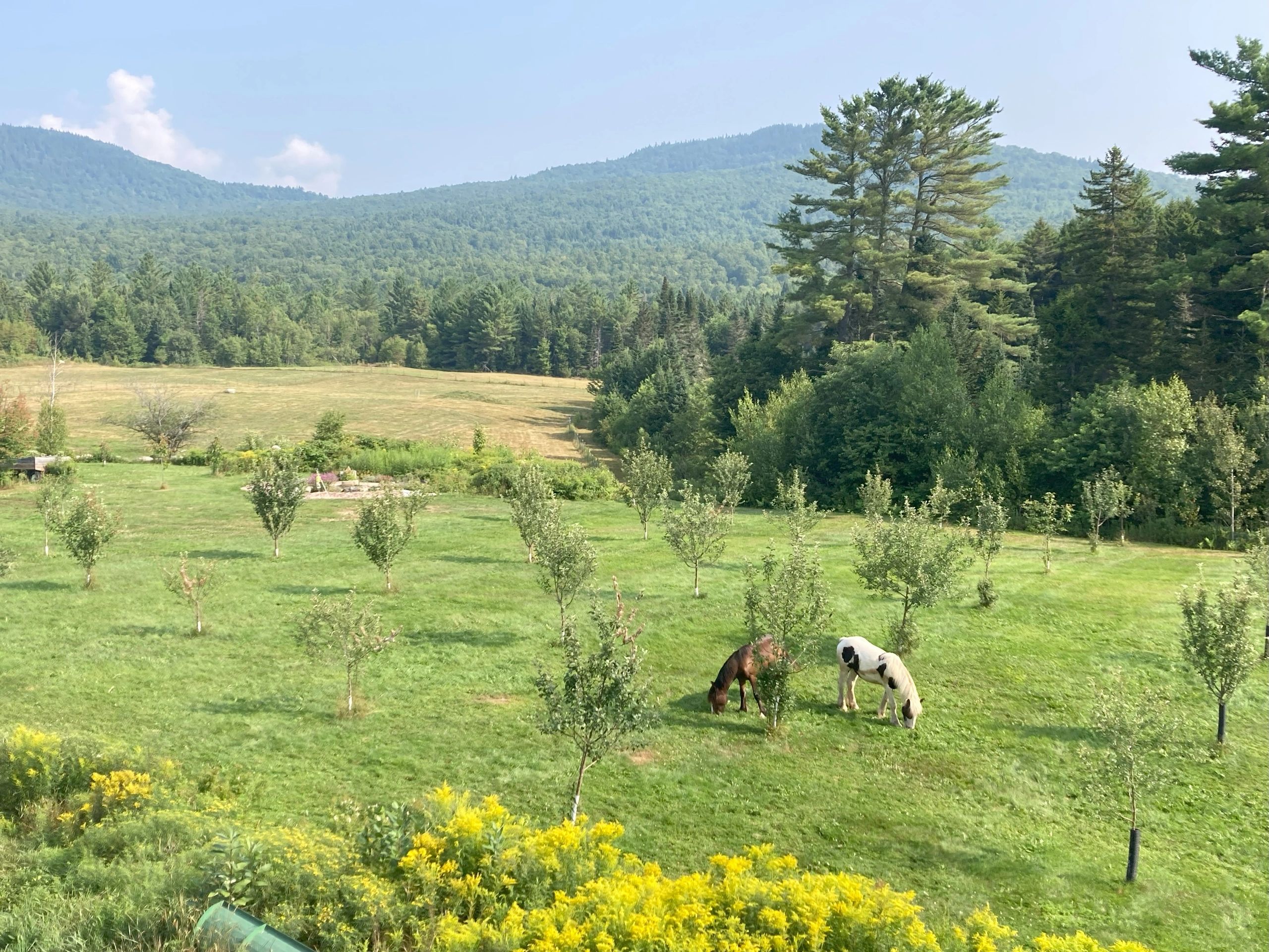 Ashmede Farm - Pasture Raised Animals, Herbal Products