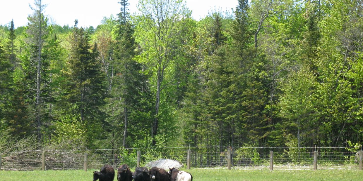 Ashmede Farm - Pasture Raised Animals, Herbal Products