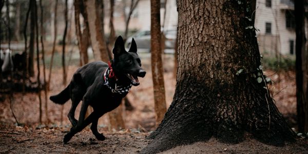 Canine Odyssey - Dog Training, Dog Boarding