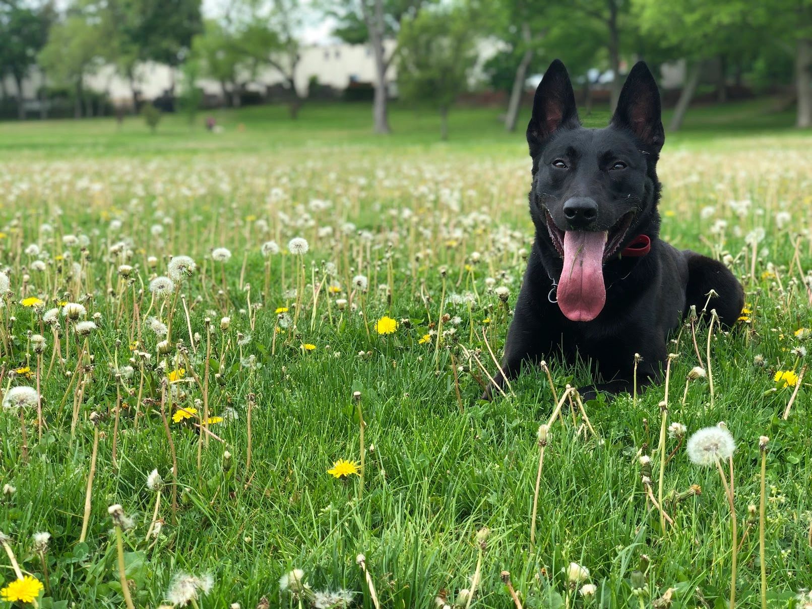 Canine Odyssey - Dog Trainer, Behavior Modification, Puppy Training ...