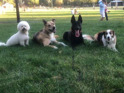 Canine Odyssey - Dog Trainer, Behavior Modification, Puppy Training ...