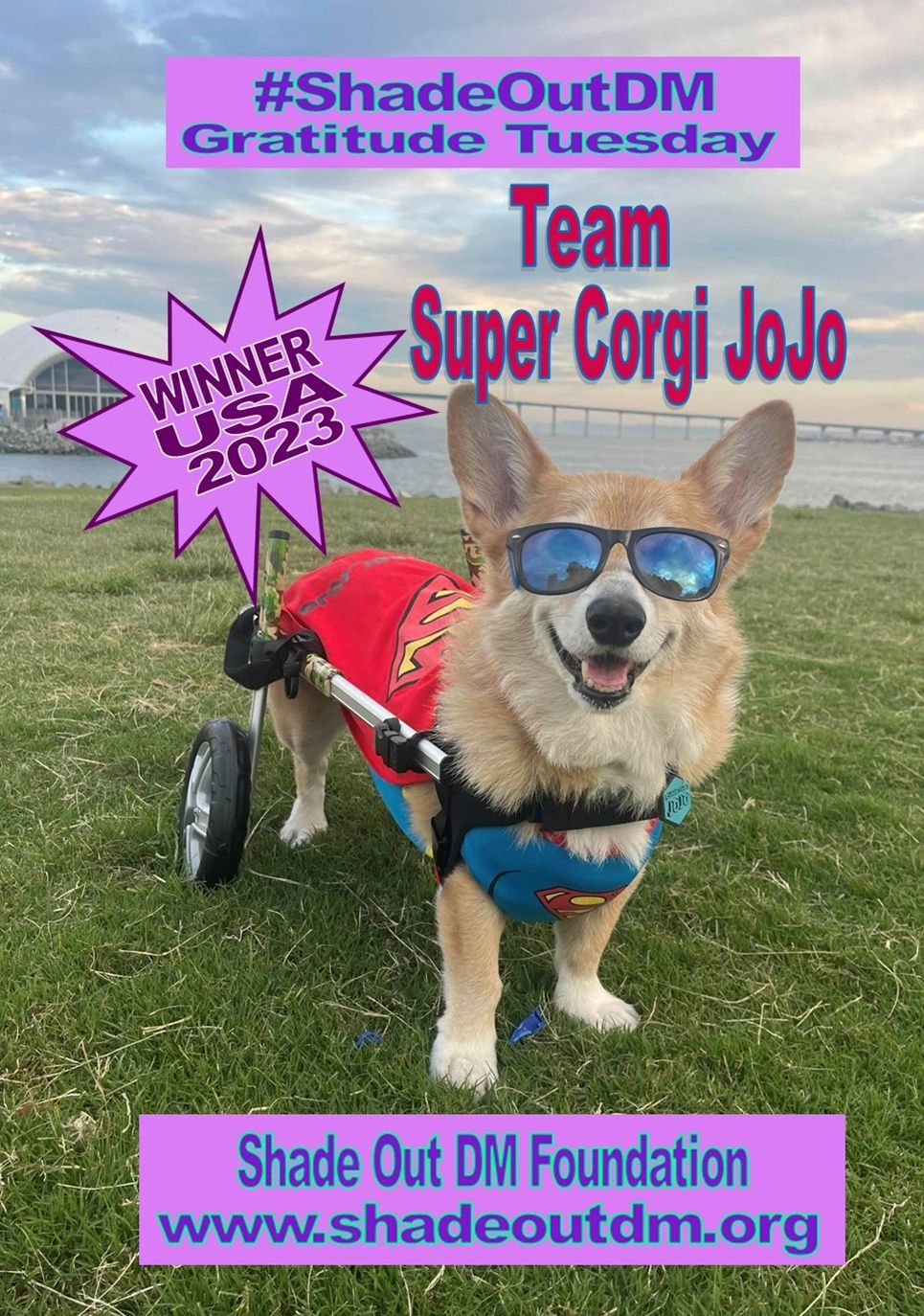 Gratitude Tuesday - Team Super Corgi JoJo