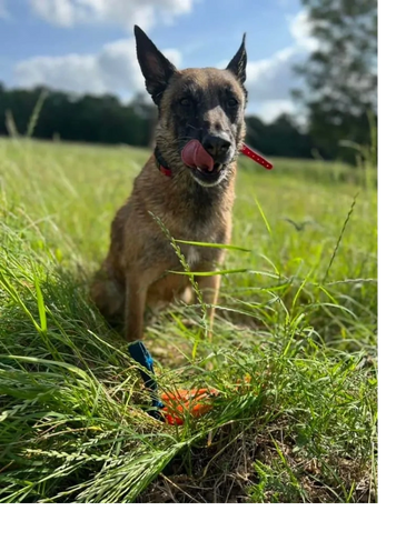 Dog Training, Professional Dog Training, Dog Trainer - Kickapoo Ranch ...