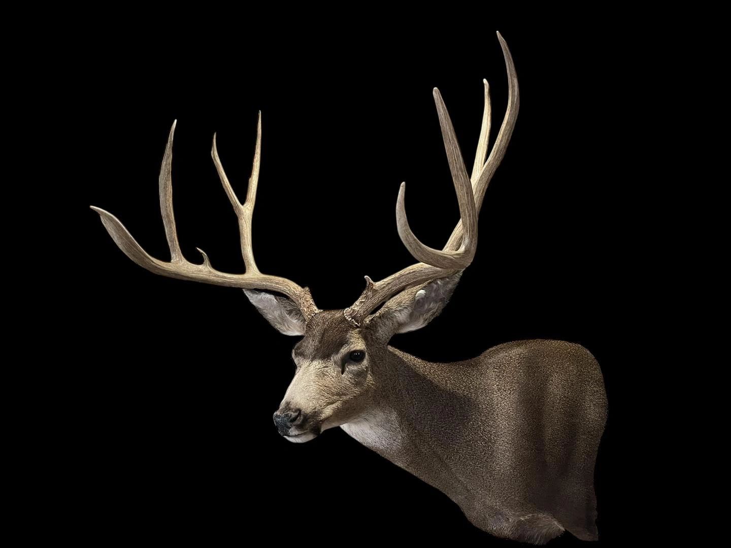 Chelsey's Taxidermy