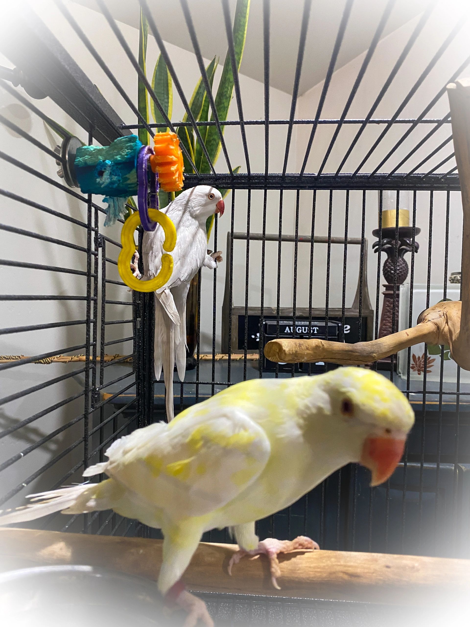 Indian Ringneck Parakeet Colors