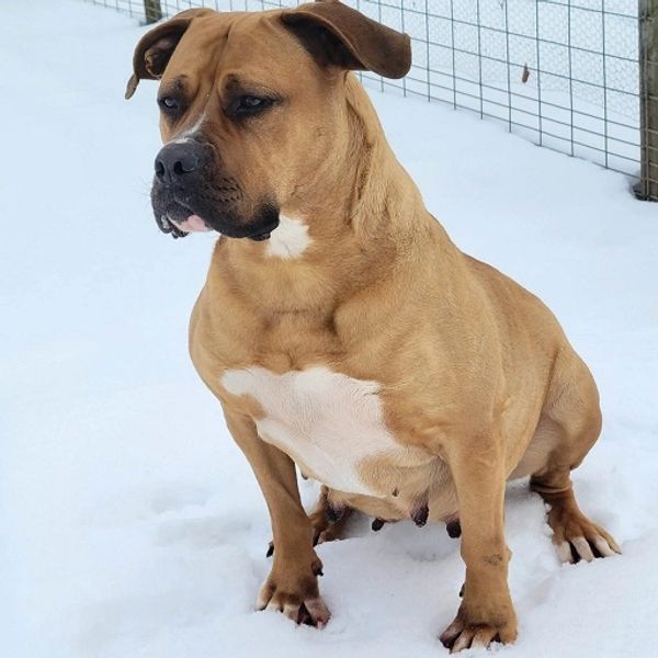 AMERICAN BULL MOLOSSER