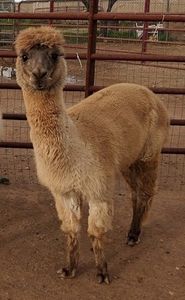 Females | Desert Mirage Alpaca Ranch LLC