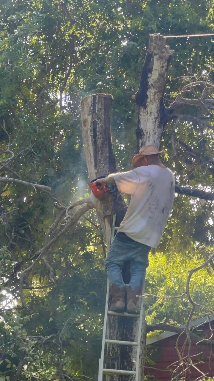 Expert Residential Tree Service for Your Home