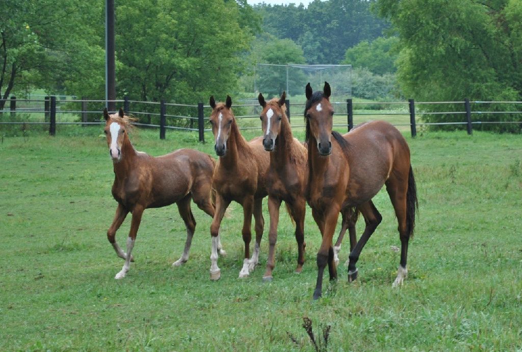 Top-rated Horse Training and Riding Lessons at Maple Ridge Farm