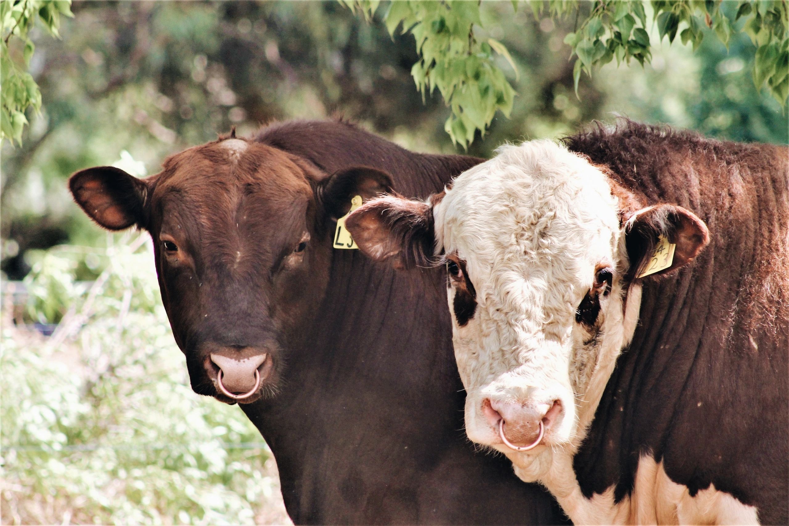 Doodle Cooma Poll Herefords & Schipps’s Red Angus - Bulls, Cattle